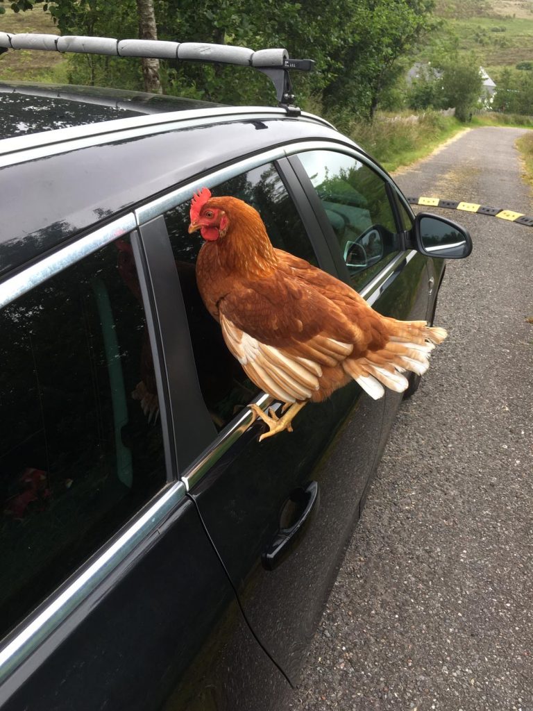 brown hen on car - Wildlife Croft, Skye